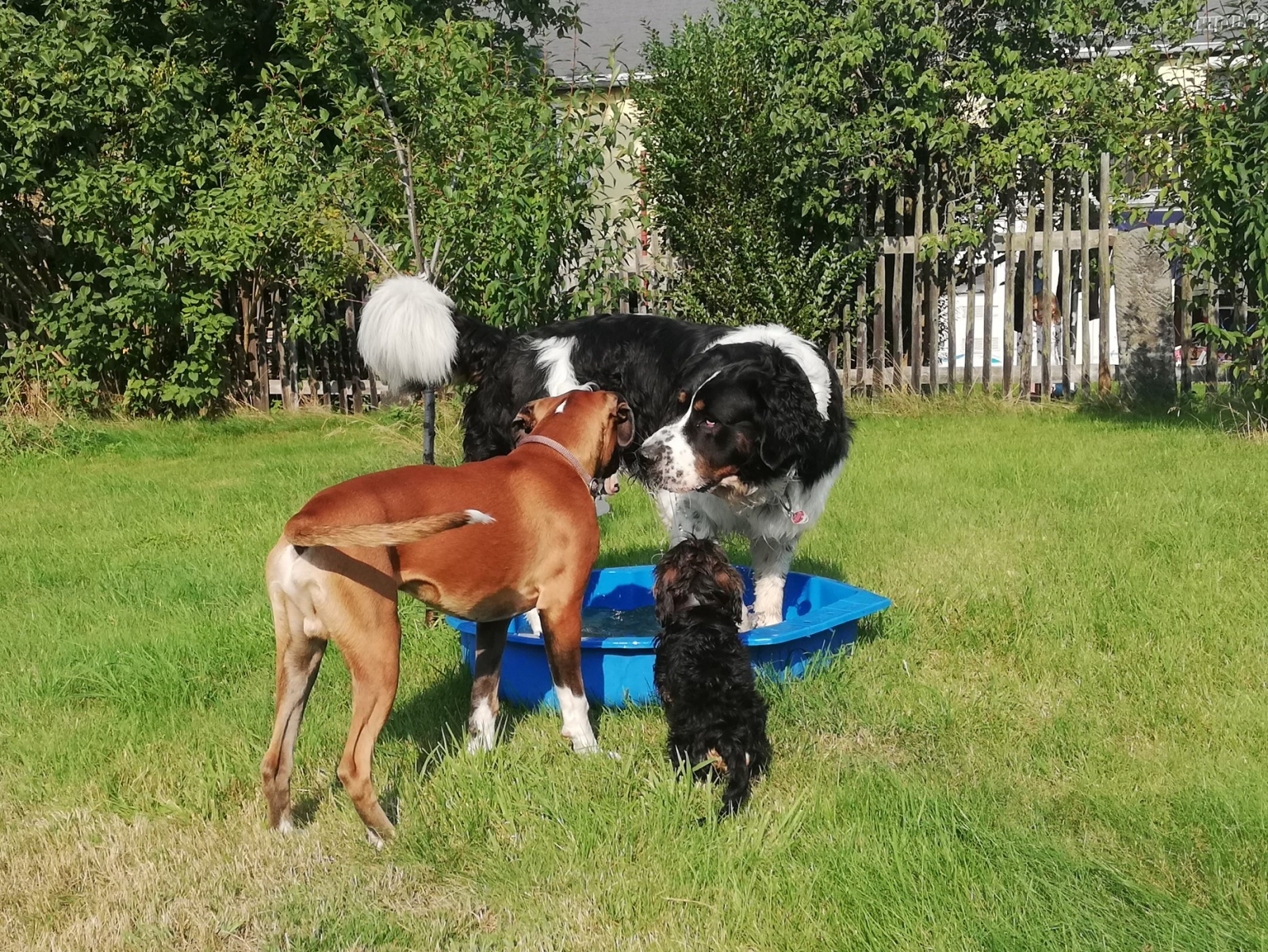 Urlaub mit Hund in der Sächsischen Schweiz - Ferienhof Höhensonne 🐕